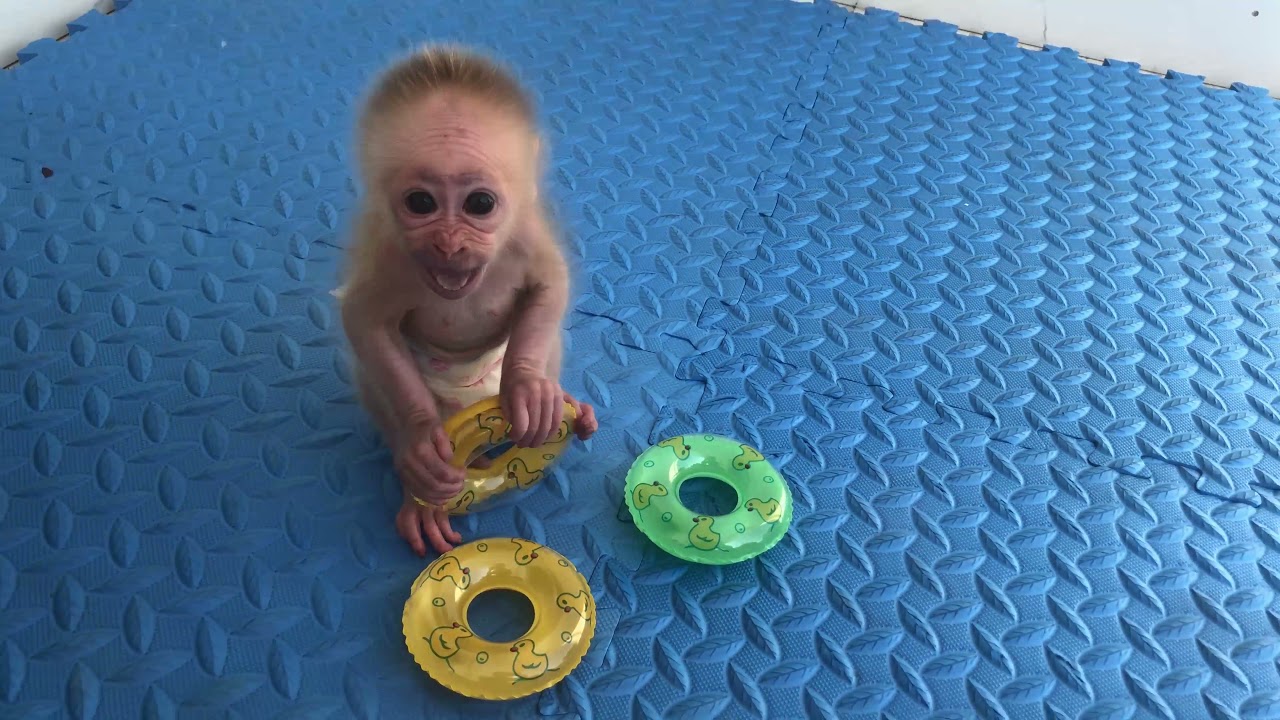 Baby monkey gets a new diaper change and toys by dad - YouTube