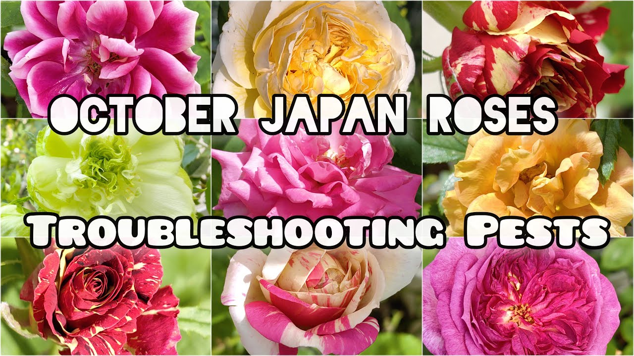 Japan OCTOBER ROSES bloom DIY & Pests Troubleshooting Scale Disease ...