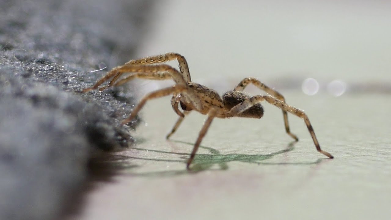 Spider Walk - YouTube