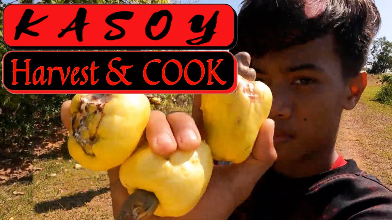 Kasoy Harvest and Cook | Inihaw na Kasoy | Mangarin San Jose Occidental ...
