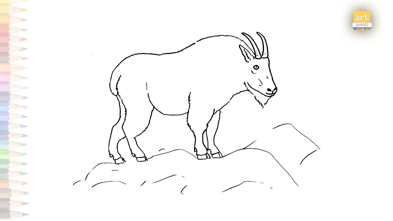 Takin drawings | Animal drawing easy | How to draw A Mountain Goat step ...