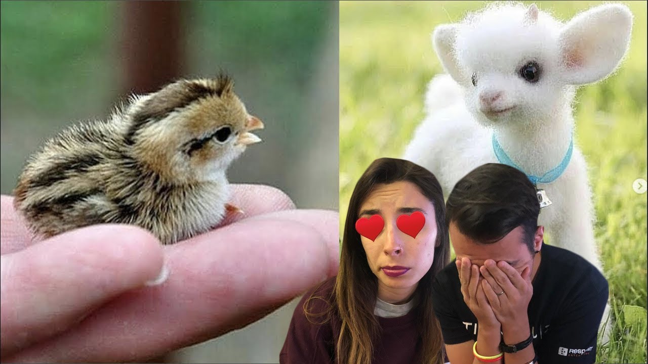 SI TE ENAMORAS PIERDES CON LYNA | LOS BEBES MÁS LINDOS DEL MUNDO - YouTube