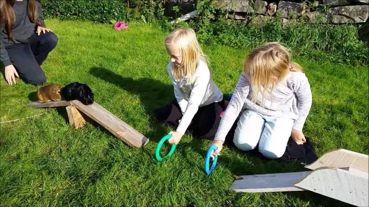 Guinea pig training + playground - YouTube