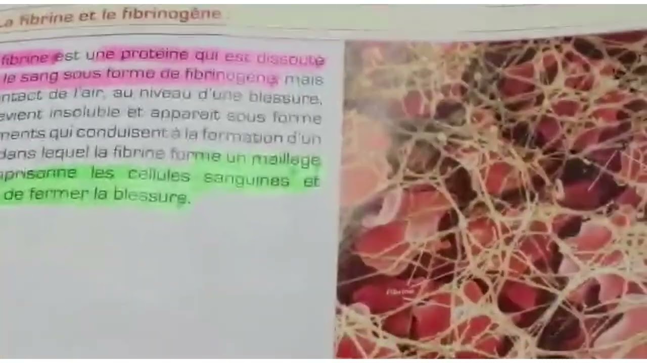 la fibrine - YouTube