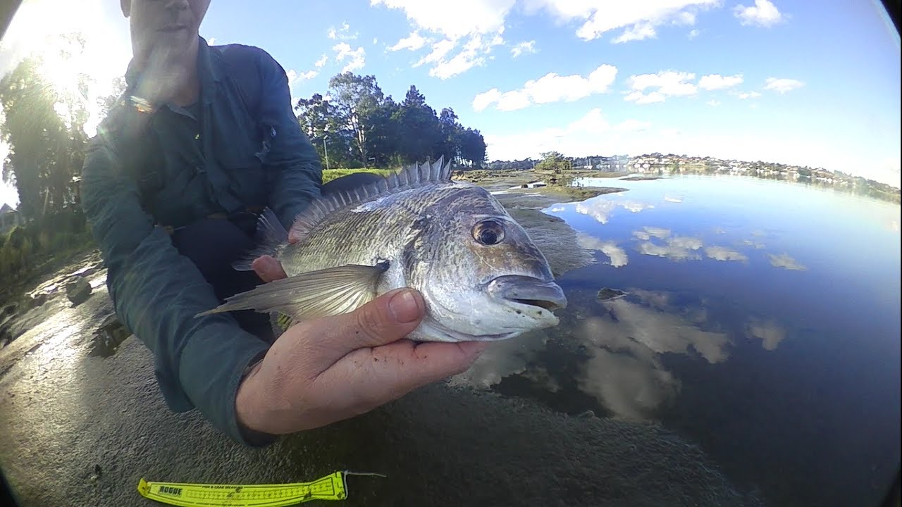 Fishing Sydney's Mudflats - Winter Bream & Whiting - YouTube
