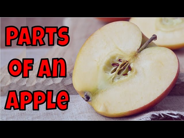 Section Anatomy Of An Apple A Sliced Red Apple With Transparent