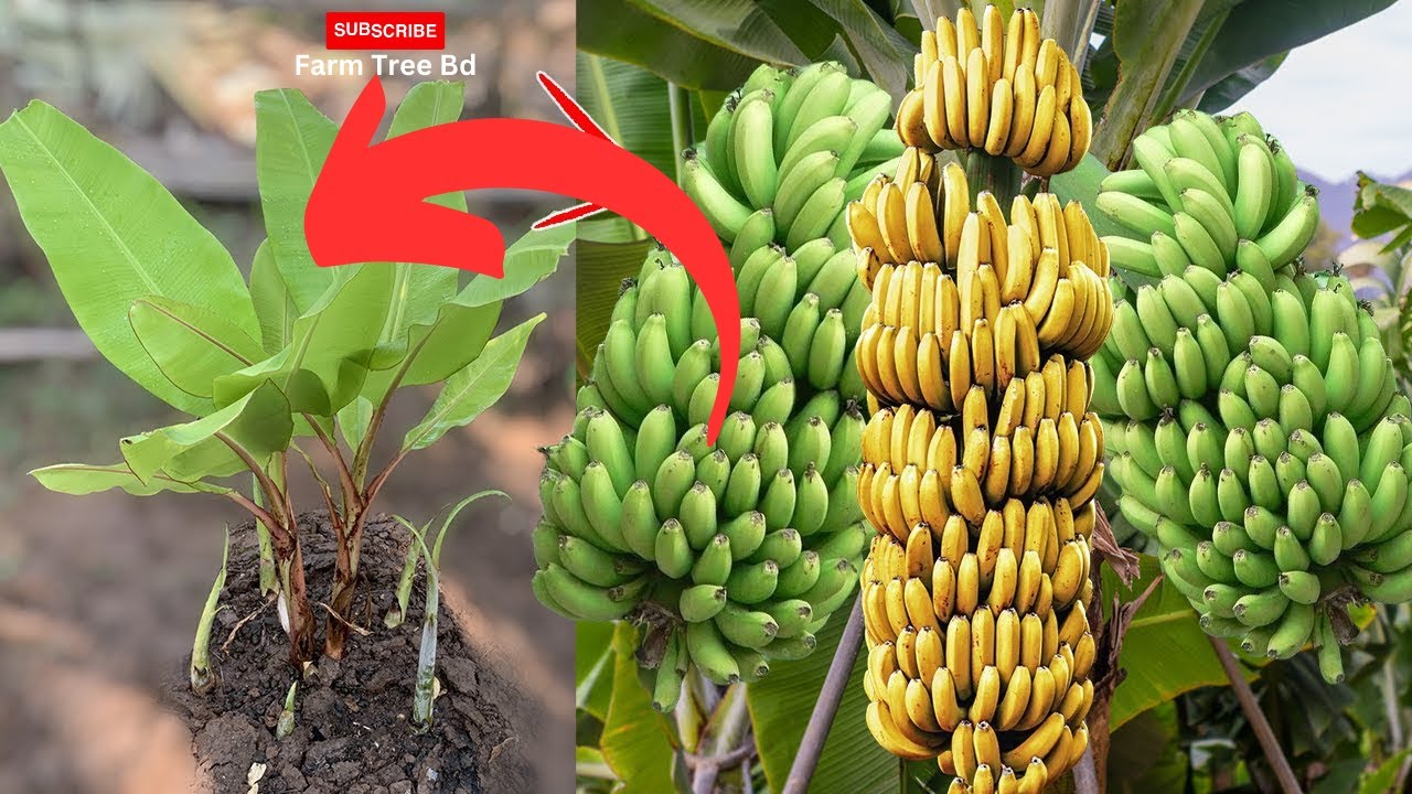 How to Grow banana I How to Graft a Banana Tree Unbelievable Results ...