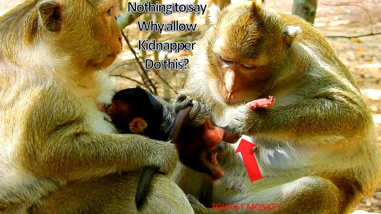 Oh don't know why Brinn allow kidnapper do this, Pity poor baby monkey ...