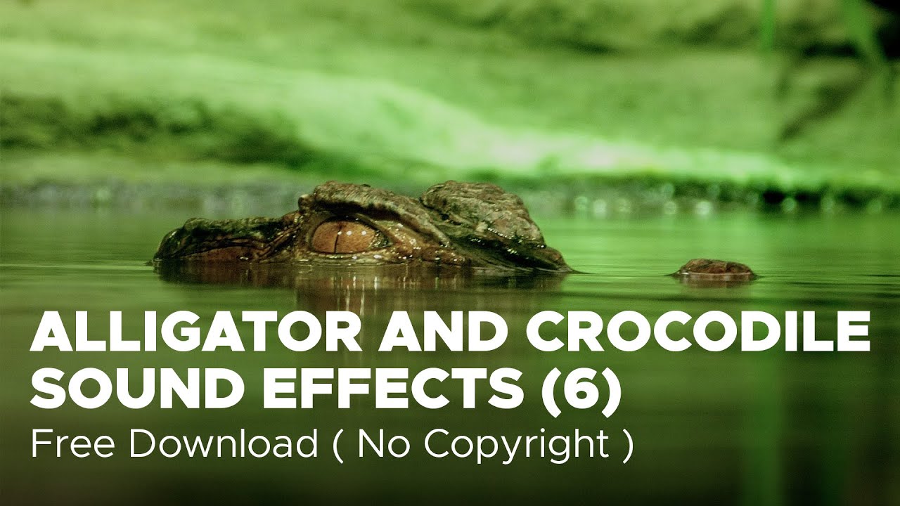 Alligator and crocodile sound effects (6) - no copyright - free ...