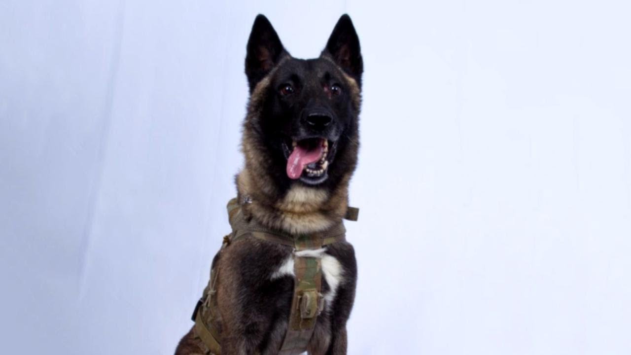 Who Is the Elite Army Dog That Cornered ISIS Leader? - YouTube