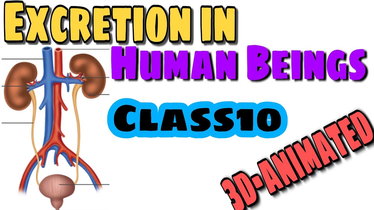 Excretion in human beings -Life Processes Class 10|| Chapter-6 Science ...