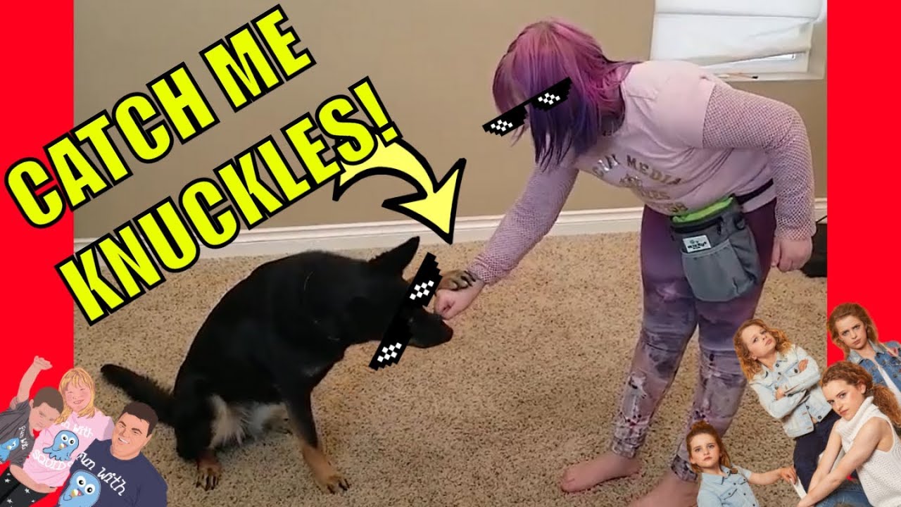 How to Teach Your Dog Catch Me Knuckles! Norris Nuts Legends Handshake ...