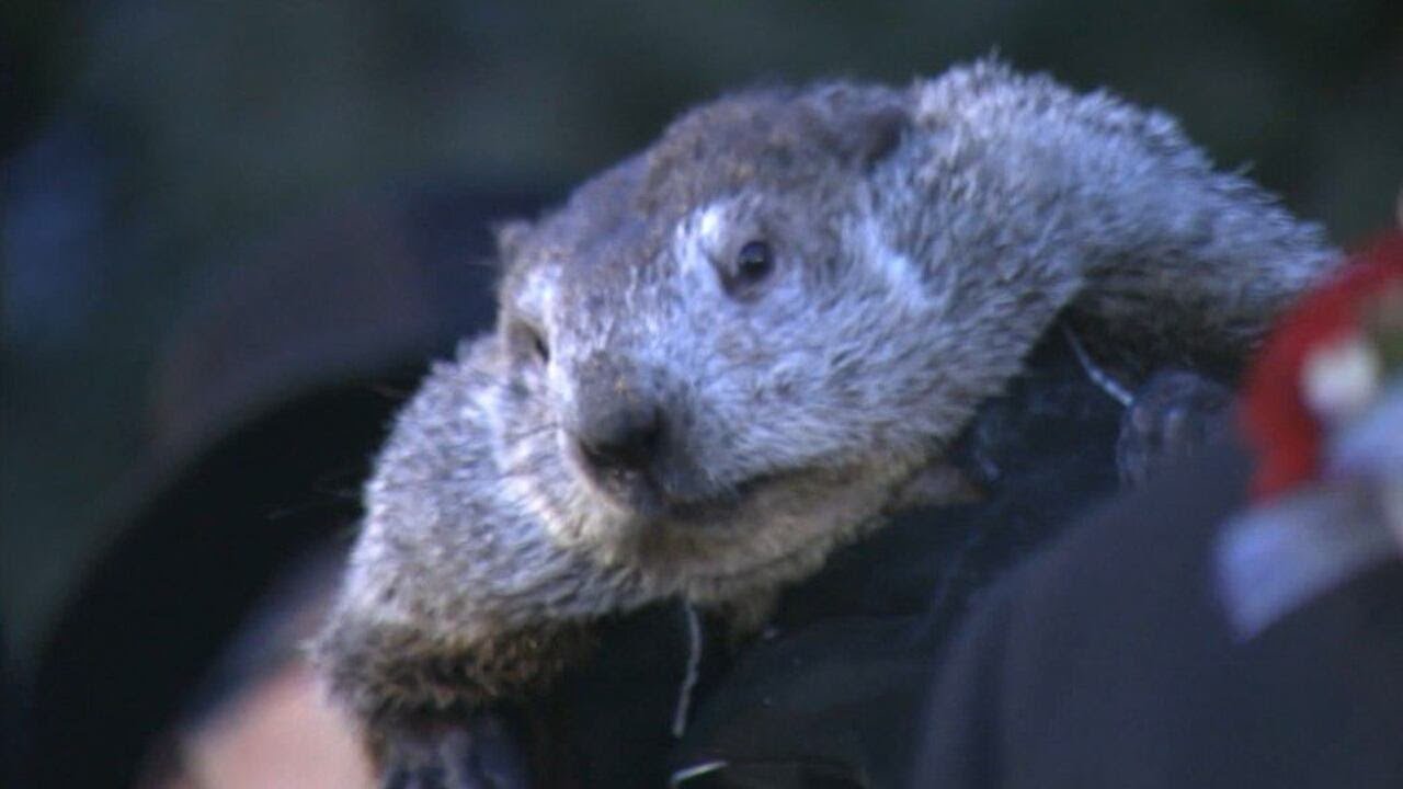 Punxsutawney Phil makes Groundhog Day prediction - YouTube