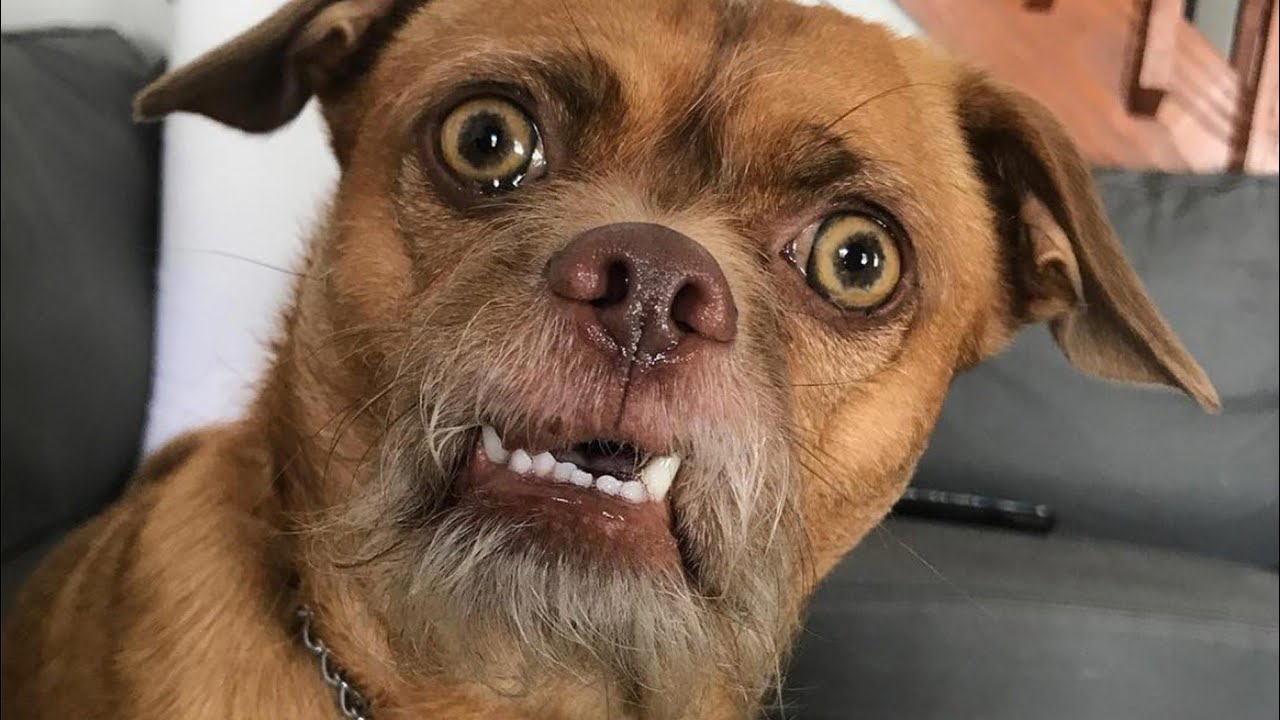 Dog funny video full masti and full watch#🙏🤣-07/12/22 & thank you - YouTube