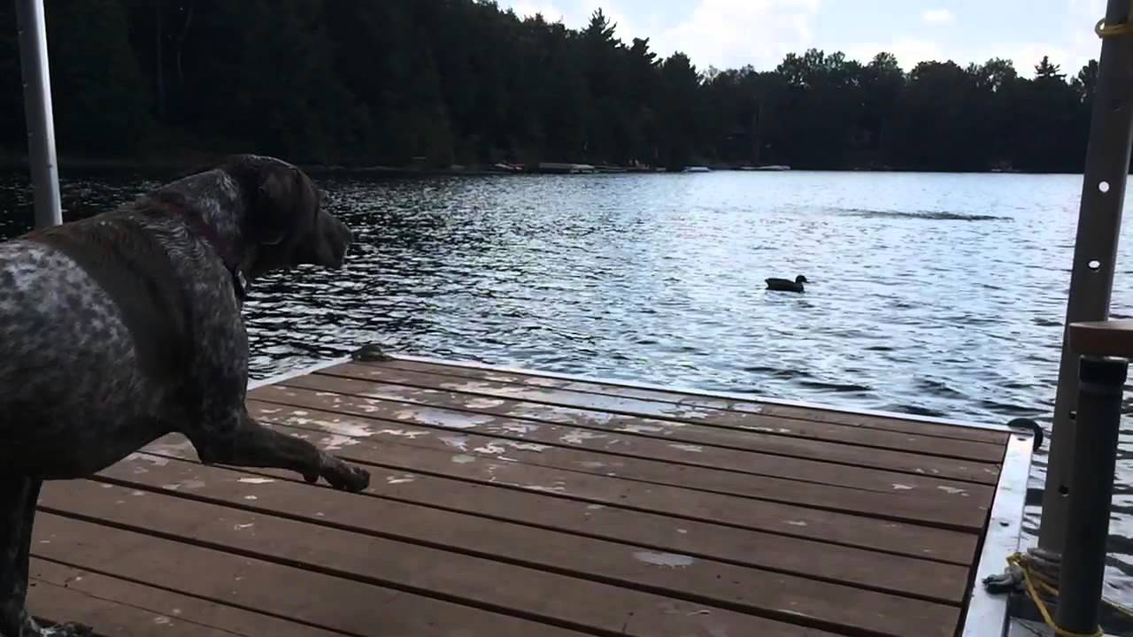 German Shorthaired Pointer Dock Jumping - YouTube