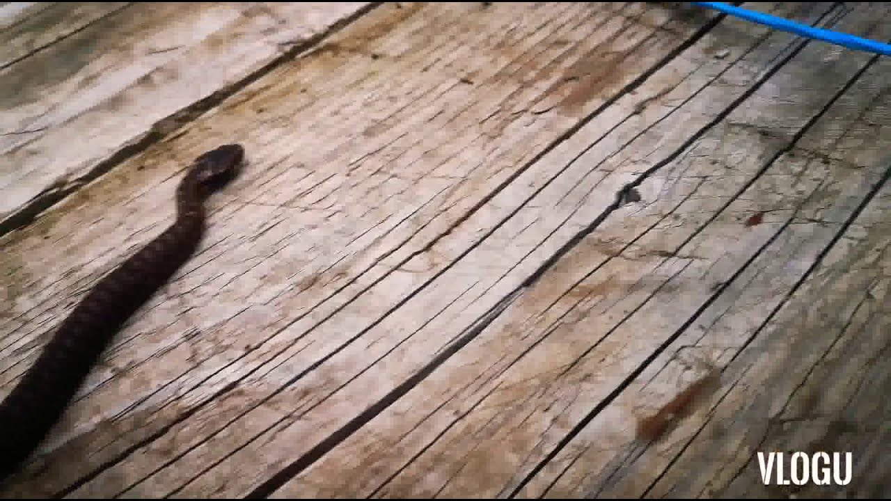 Am prins un pui de vipera 🐍 - YouTube