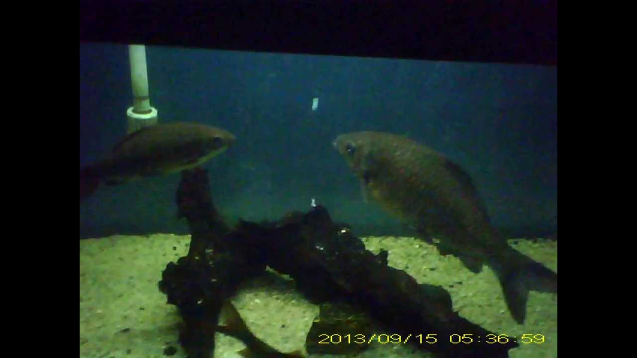 hard lipped barb fish aka ikan nilem from indonesia - YouTube