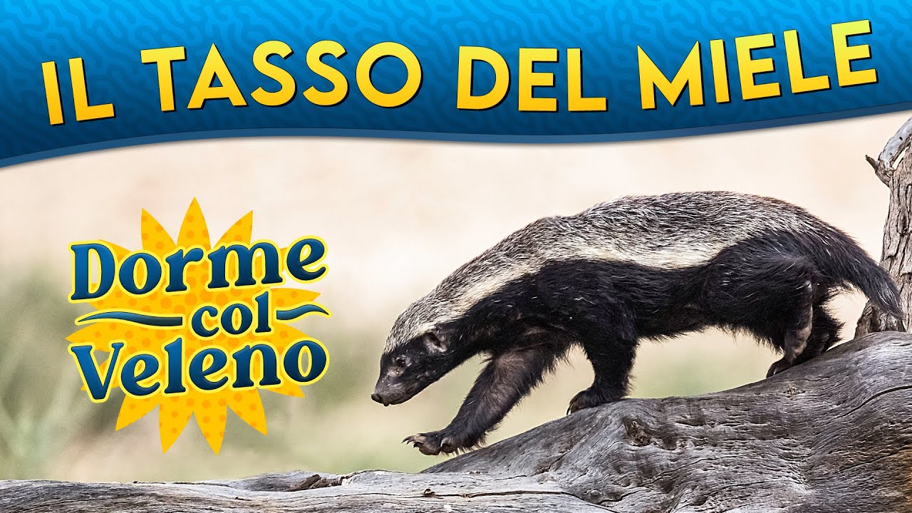 Il Tasso del miele: dorme col veleno Puntata 186 - YouTube