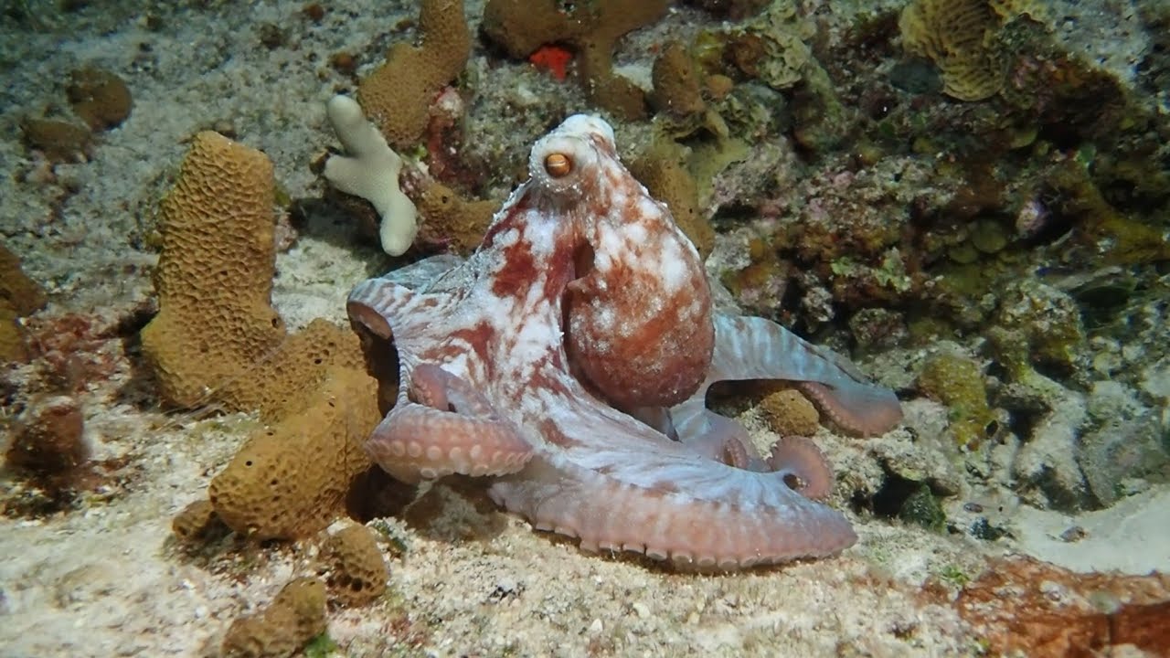 Octopus - YouTube