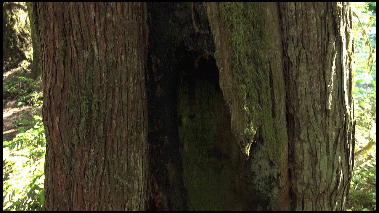 Vancouver Island Tree Stories-CULTURALLY MODIFIED TREES - YouTube