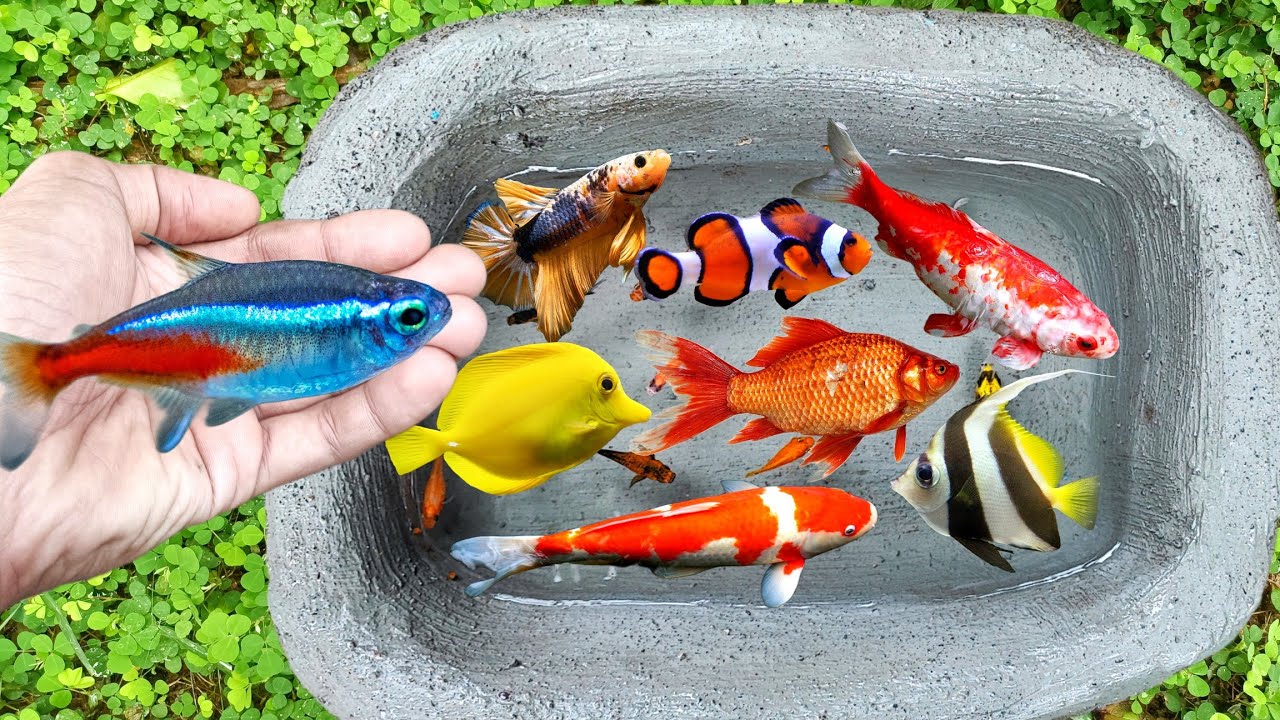 Catching Glofish, Goldfish, Molly Fish, Manfish, Koi Fish, Lemon Fish ...