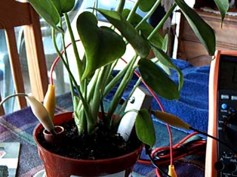 Plant Battery Running a SEC - YouTube