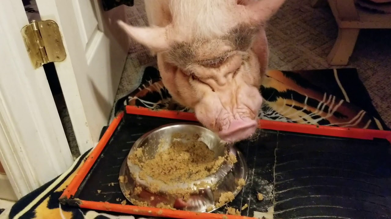 WAKE UP WITH SAMMY THE MINI PIG & THE CREW! - YouTube