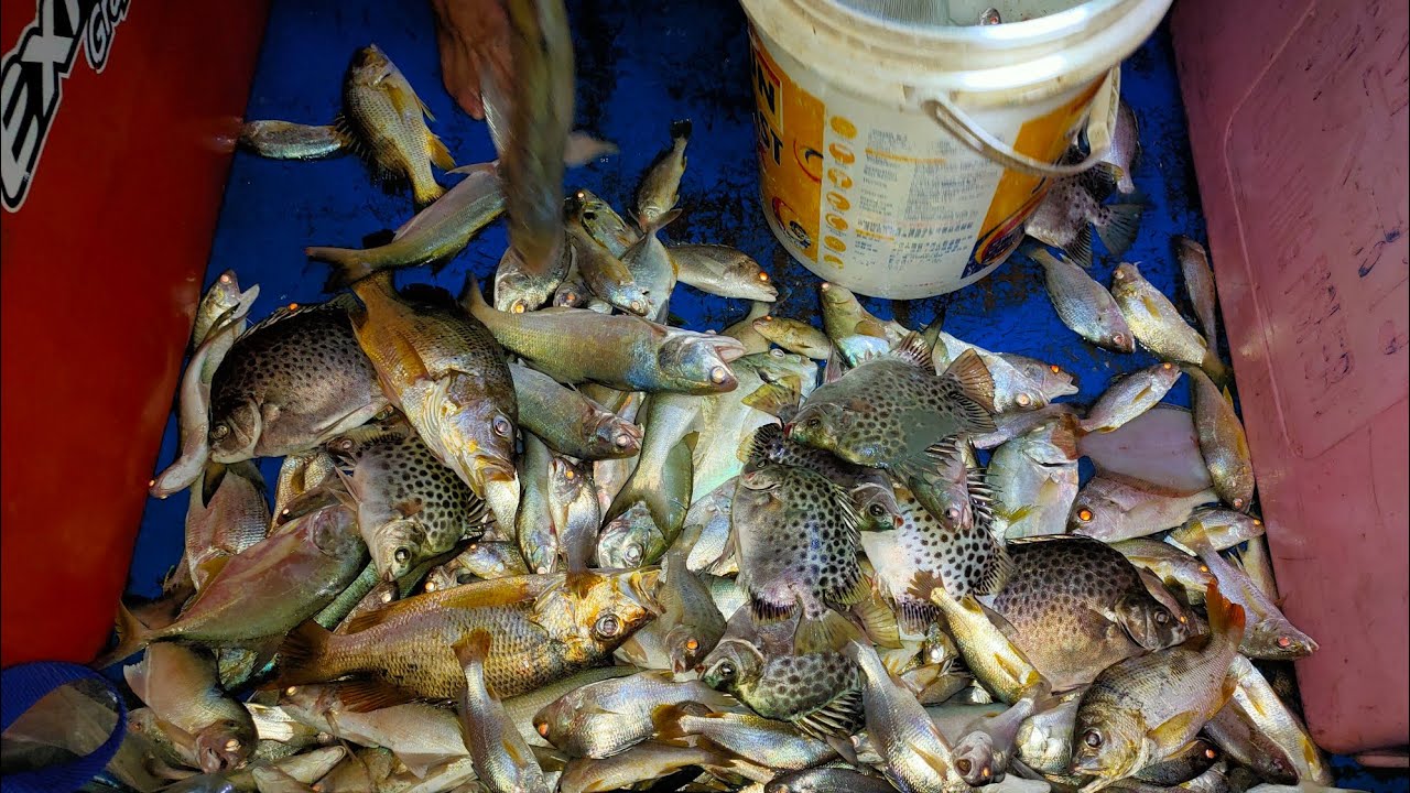 12/04/2020 Menjaring | Mukat at Sangkar Sungai Udang Penang - YouTube