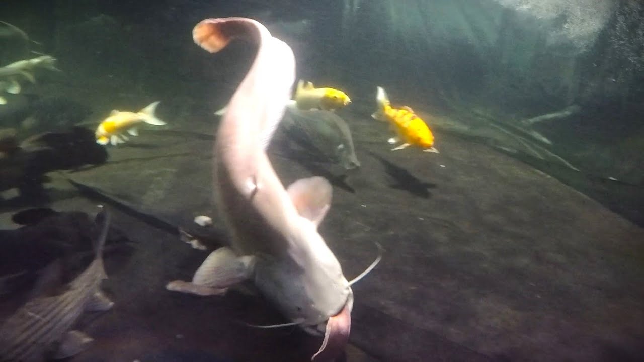 Real hungry Mr. Wels. Moody fish. Can diss food offerings then get ...