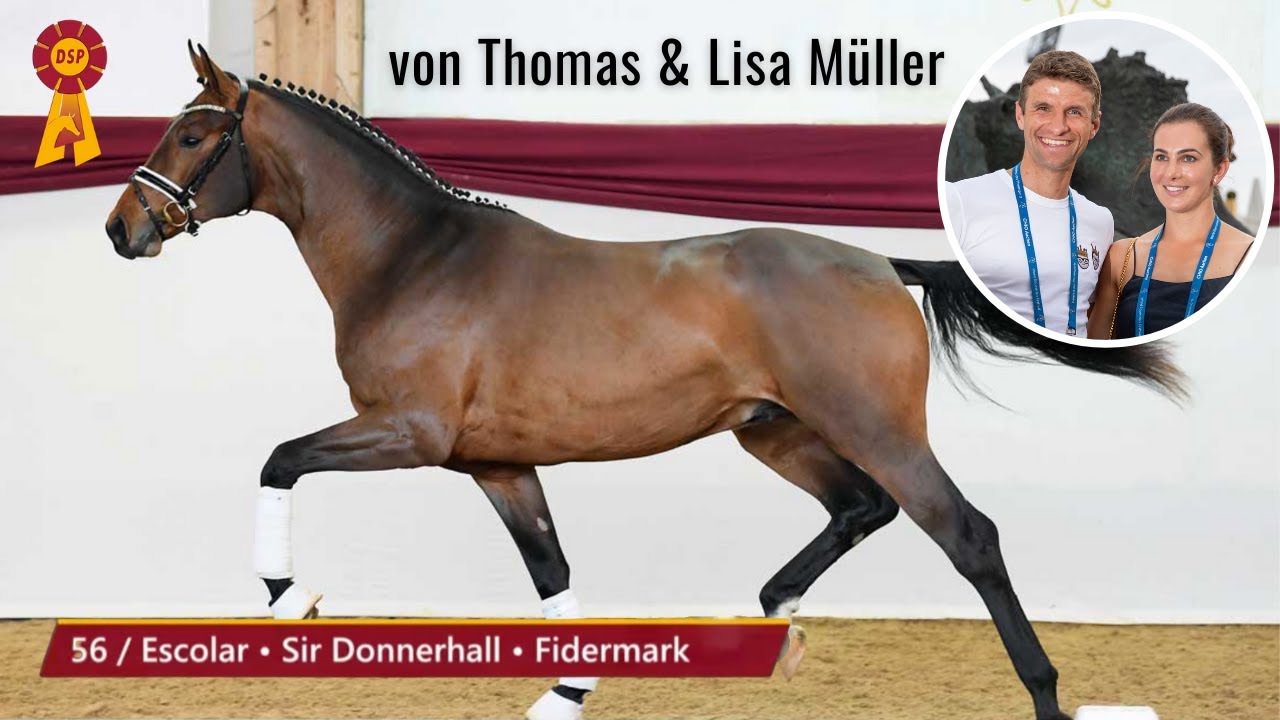 Hengst von Thomas & Lisa Müller 😍 | Escolar x Sir Donnerhall | DSP ...