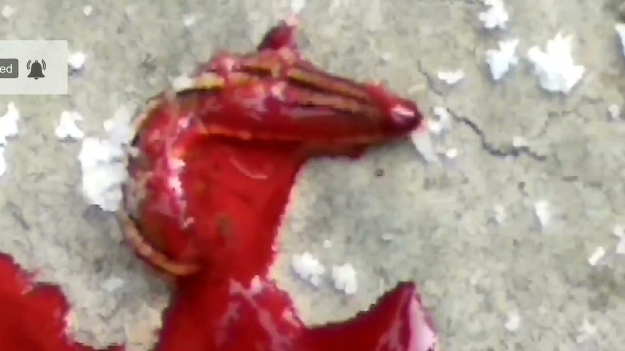 Live killing of leech |জোঁক|sprinkle Salt on leech and see. - YouTube