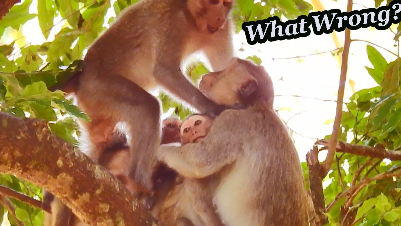 All Little Monkey Faces So Angry, What Happening,ROSE Don't Care,Just ...