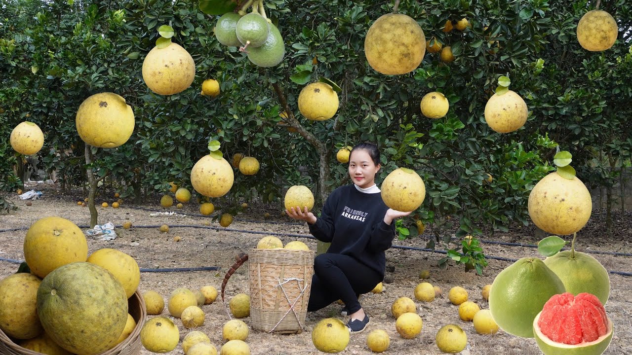 Harvest giant grapefruit to sell at the countryside market Trinh Ha ...