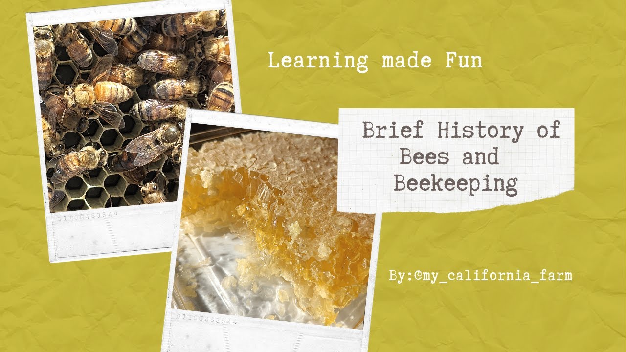 History of Bees and Beekeeping - All About Bees for Kids - History of ...
