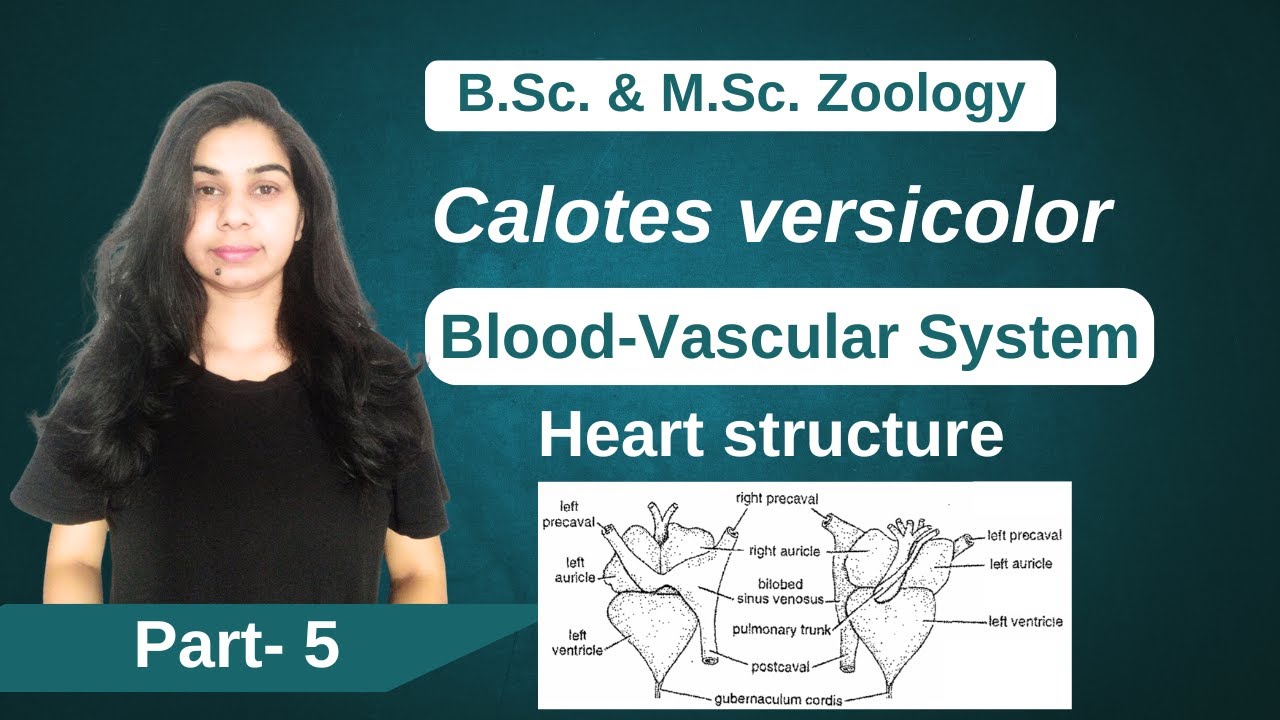 Reptilia || Calotes versicolor || Blood-Vascular System || Heart || B ...