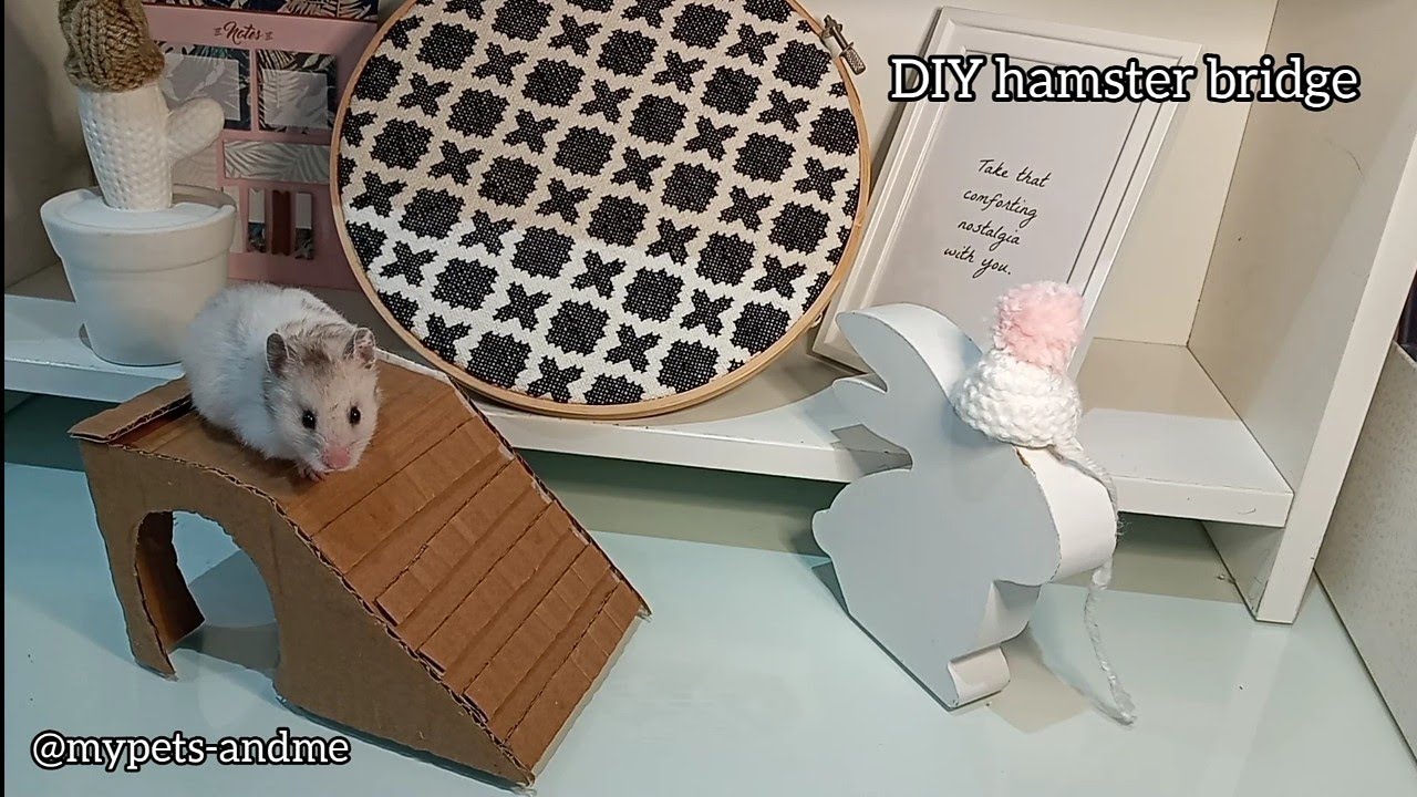 diy hamster bridge with cardboard #viralvideo #diy #pets #hamsteraccessories - YouTube
