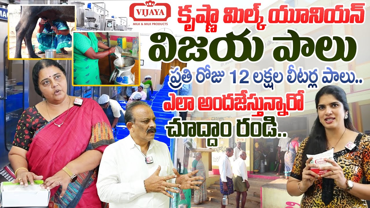 Vijaya Dairy Milk | ప్రతి రోజు 12 లక్షల లీటర్ల పాలు! | Krishna Milk ...