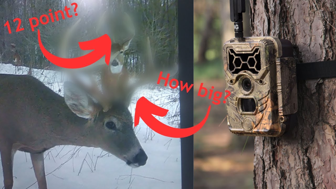 MASSIVE DEER caught on TRAIL CAM - Ohio Deer Hunting - YouTube