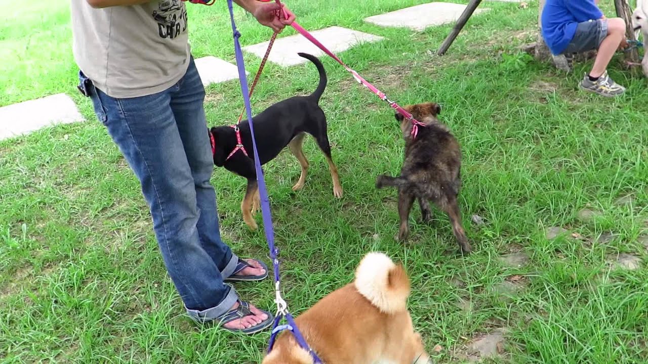 celia good with dogs - YouTube