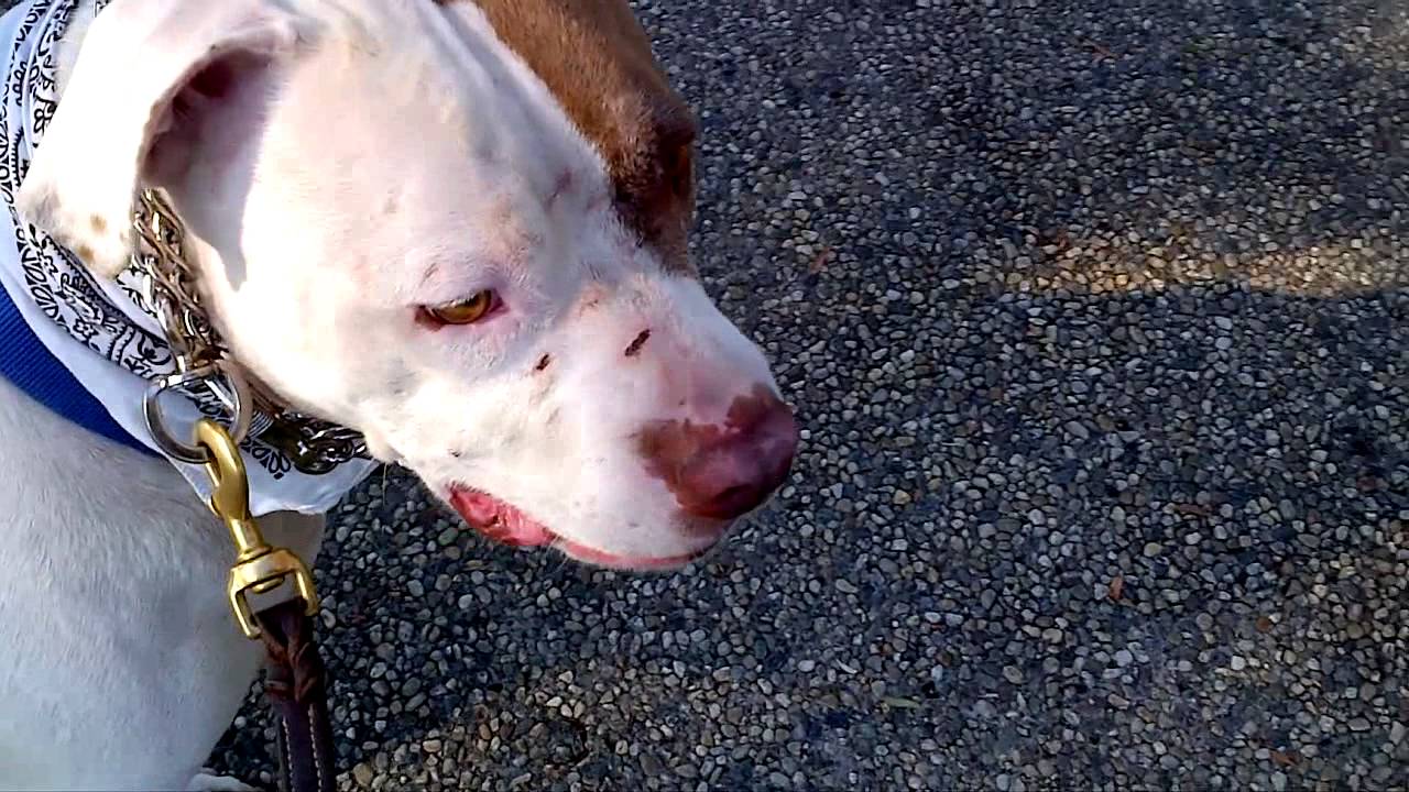 Petey the pitbull / pointer mix walking by squirrels - YouTube