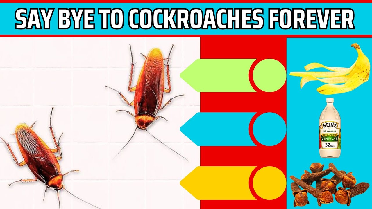 Natural Ways to Get Rid of Cockroaches Permanently (Quick Methods ...