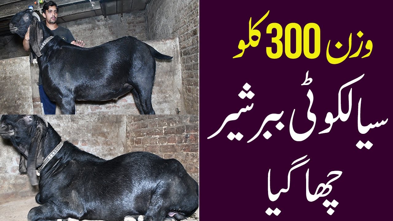 Biggest Bakra ever 2021 | sialkoti bakra | Sialkot Plus - YouTube