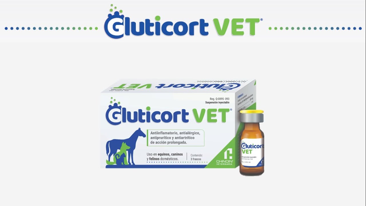 𝗚𝗹𝘂𝘁𝗶𝗰𝗼𝗿𝘁 𝗩𝗲𝘁® - YouTube