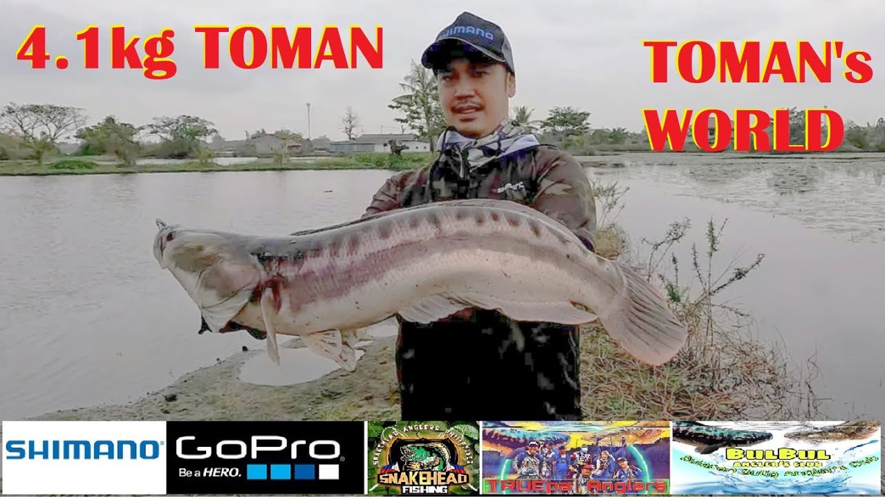 TOMAN Fishing in Toman's World, Giant Snakehead Fishing - YouTube