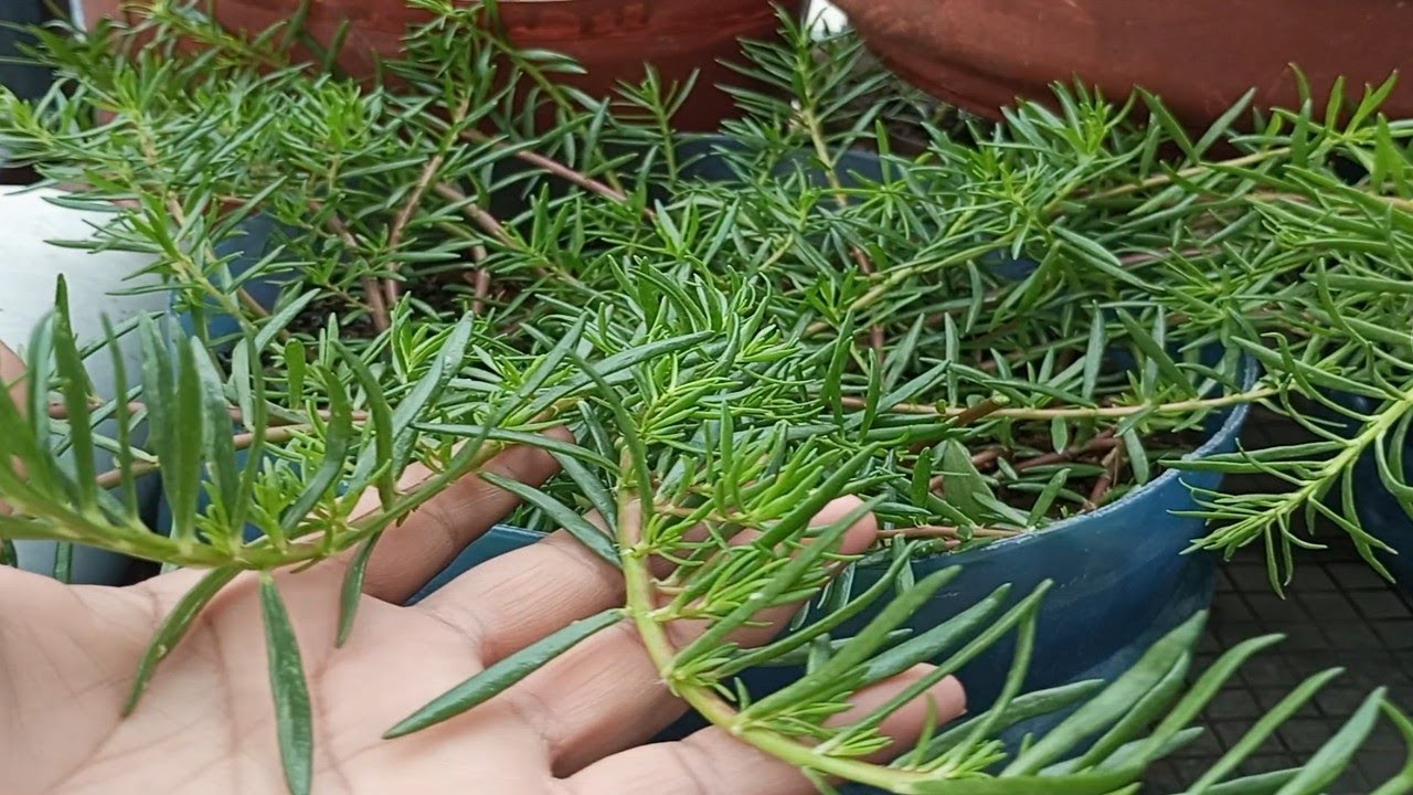 How To Grow Portulaca Plants//10 baje Ful /Office Time Flowers In My ...
