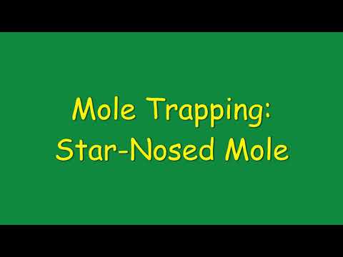 Mole Trapping : Starnosed Mole Trail and Set - YouTube