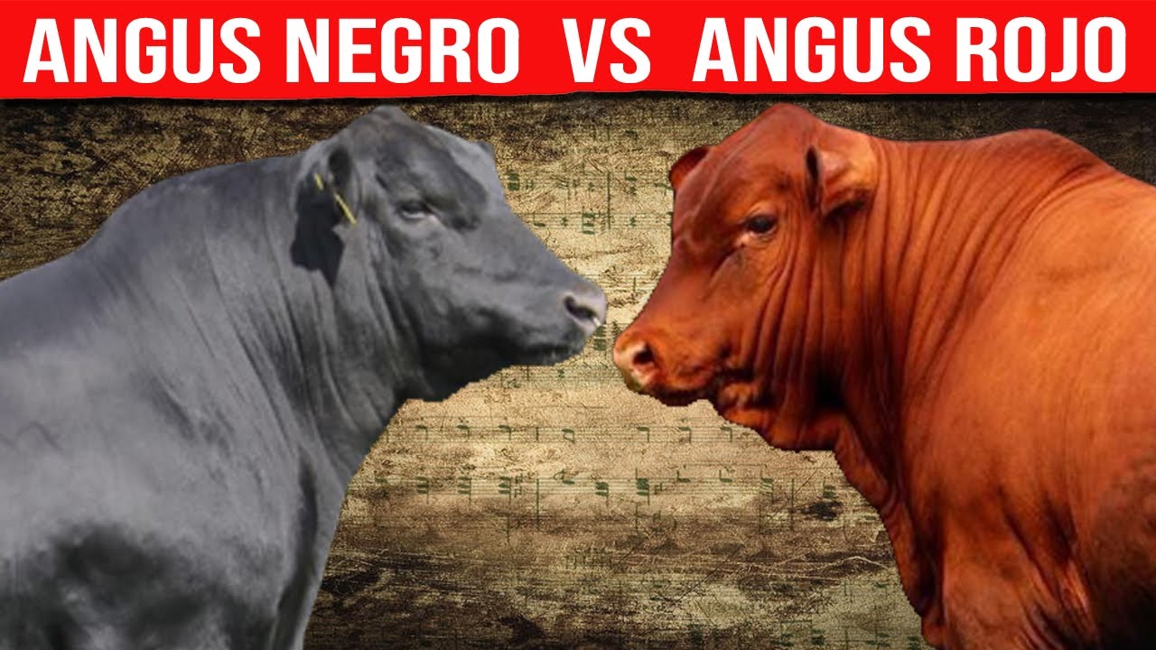 🔴ANGUS ROJO VS ANGUS NEGRO Cuál Es La Mejor Opción Para Producir Carne ...