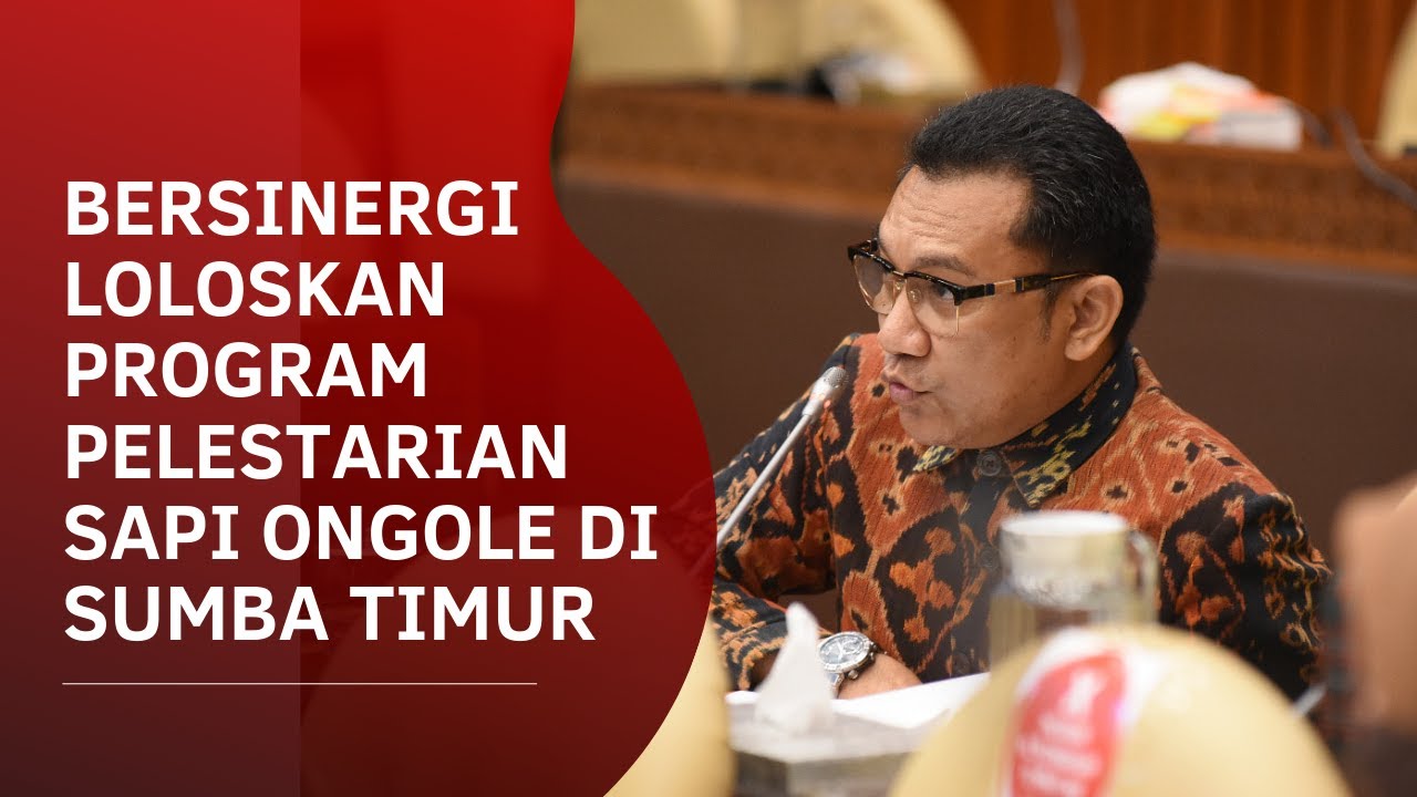 BERSINERGI LOLOSKAN PROGRAM PELESTARIAN SAPI ONGOLE DI SUMBA TIMUR ...
