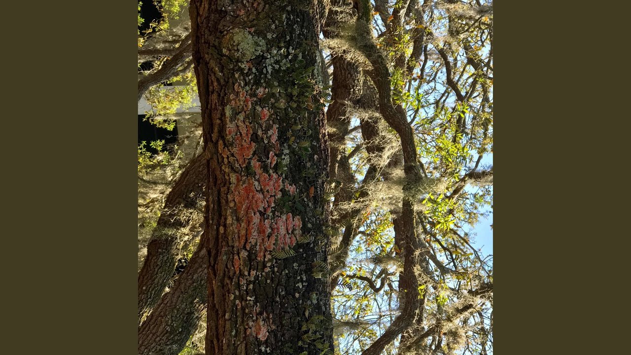 Parachute Sounds - YouTube