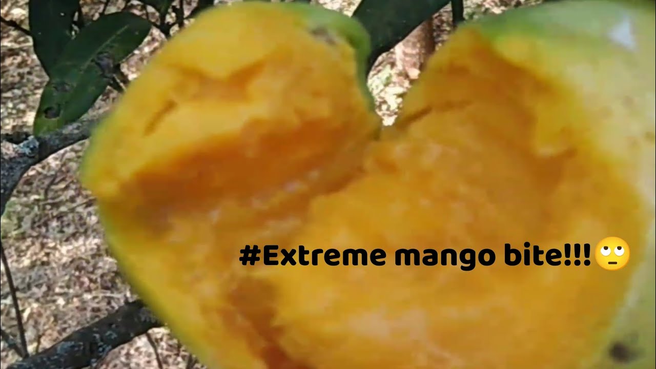 MUST WATCH!!!🙄 this happened after biting this mango🤔 #Aam #2023 # ...